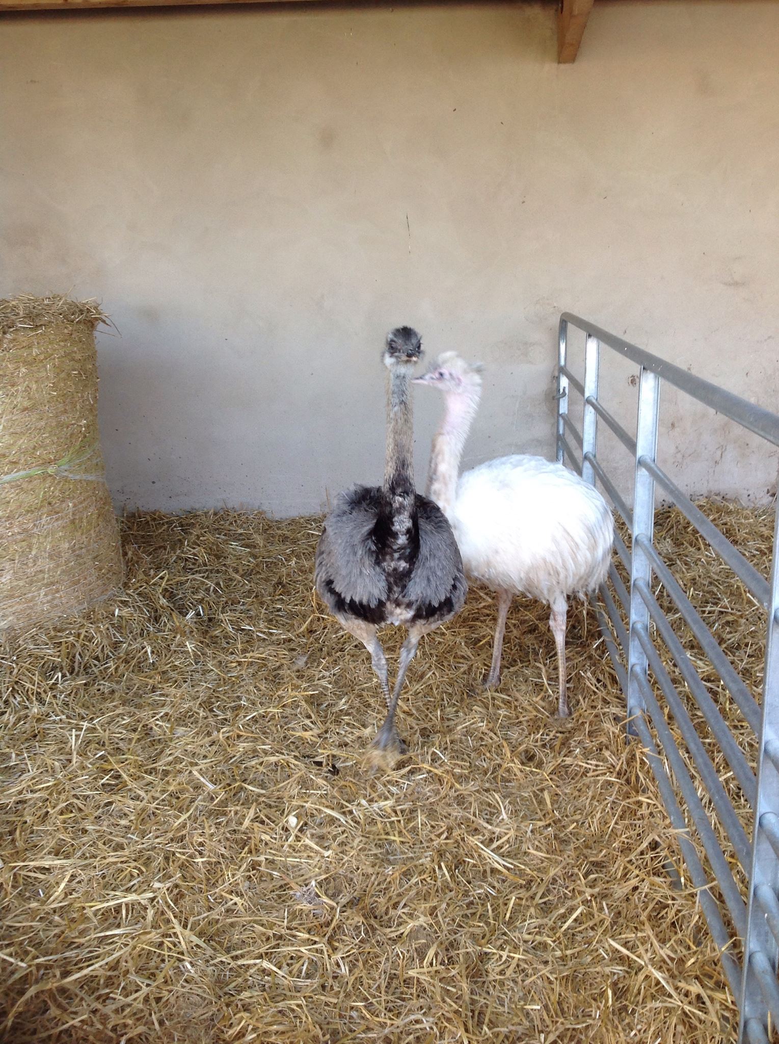 Our Animals – Rose Park Farm