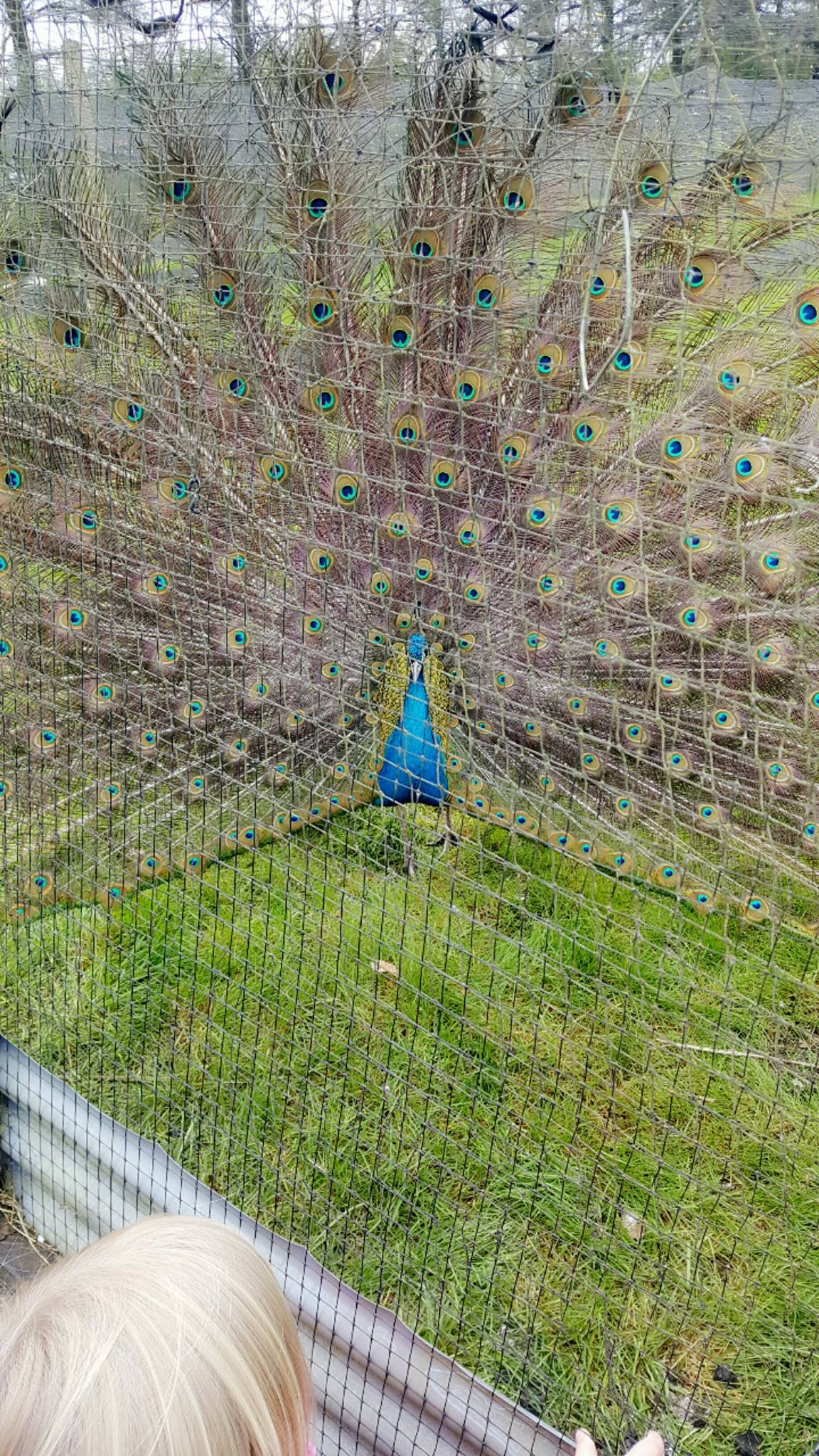 Our Animals – Rose Park Farm