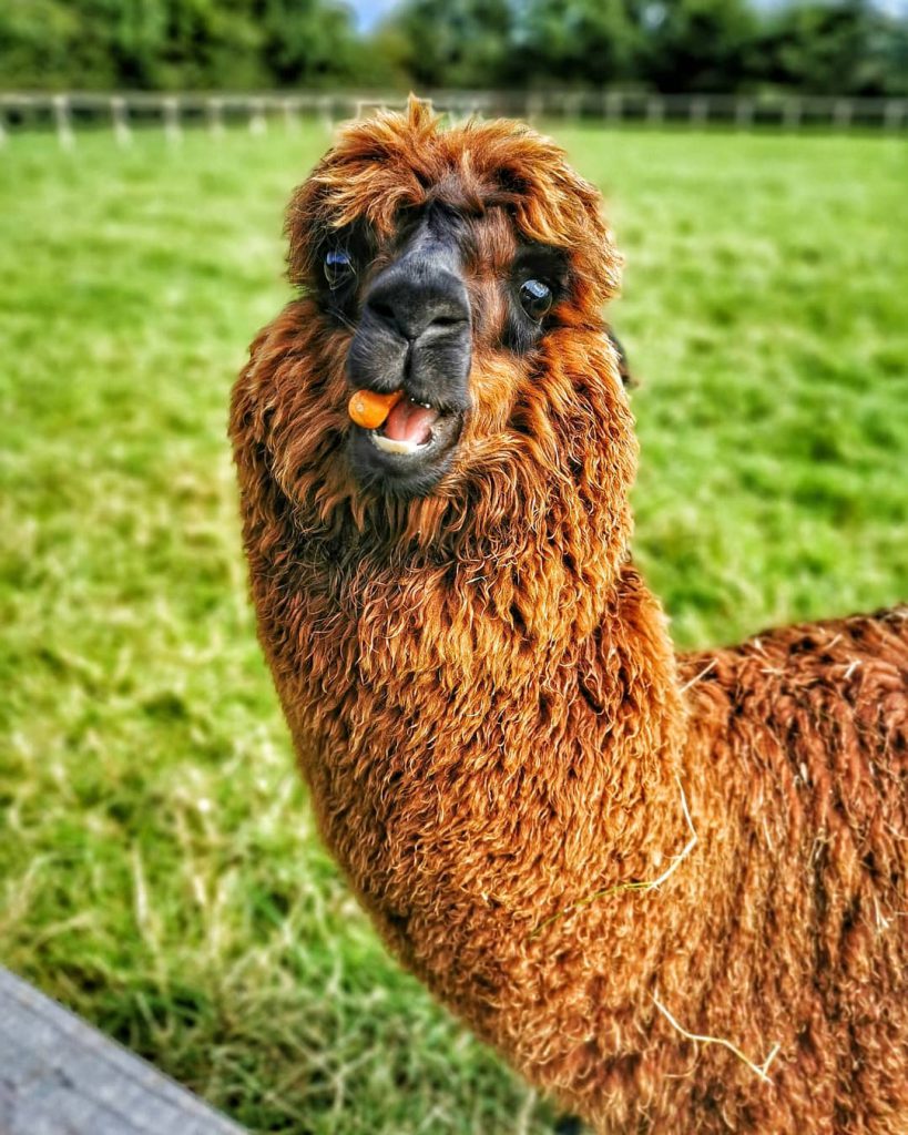 Contact Us – Rose Park Farm