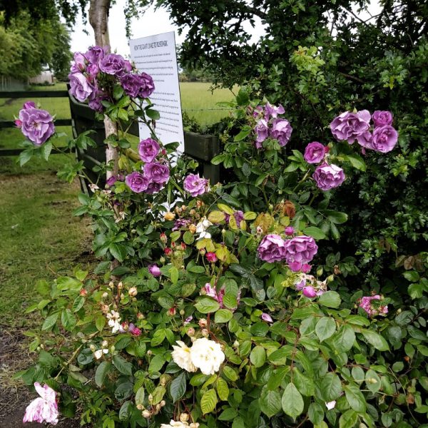 Activities – Rose Park Farm