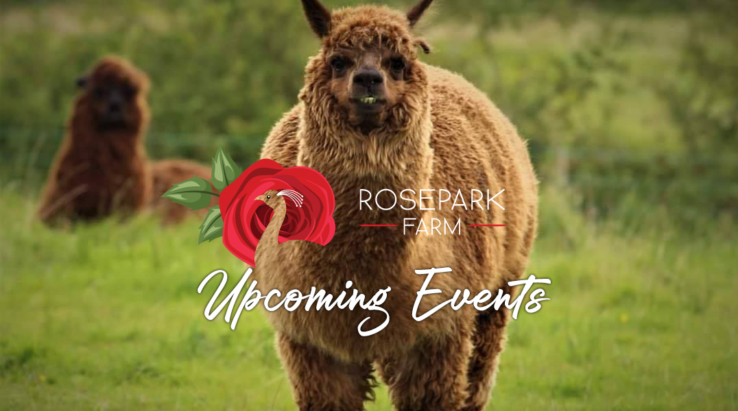 Latest Events & News - Rose Park Farm - Family Fun Farm - Ballymoney